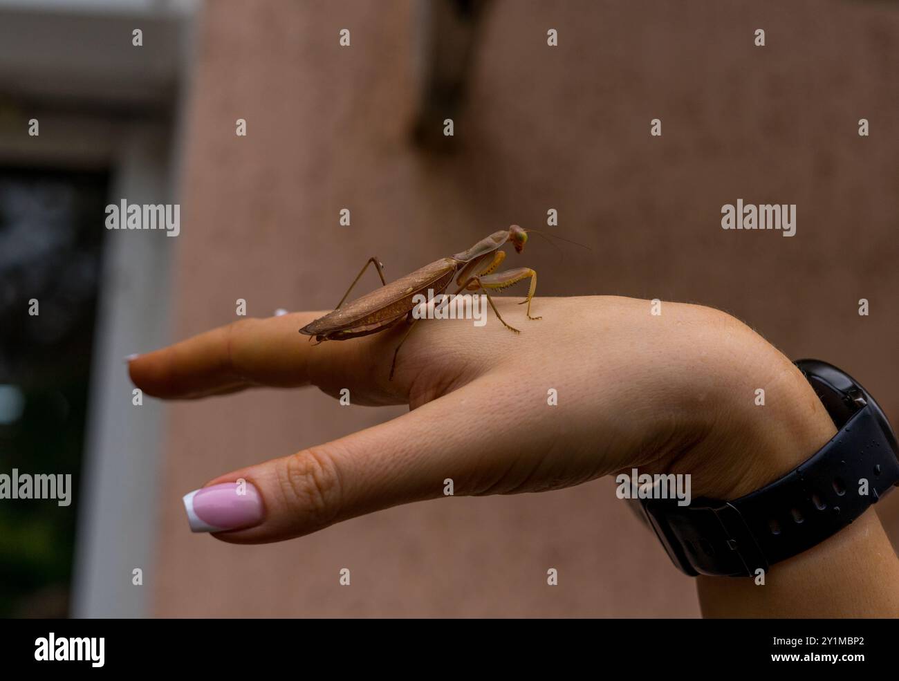 Praying mantis sitting on a woman's hand Stock Photo - Alamy