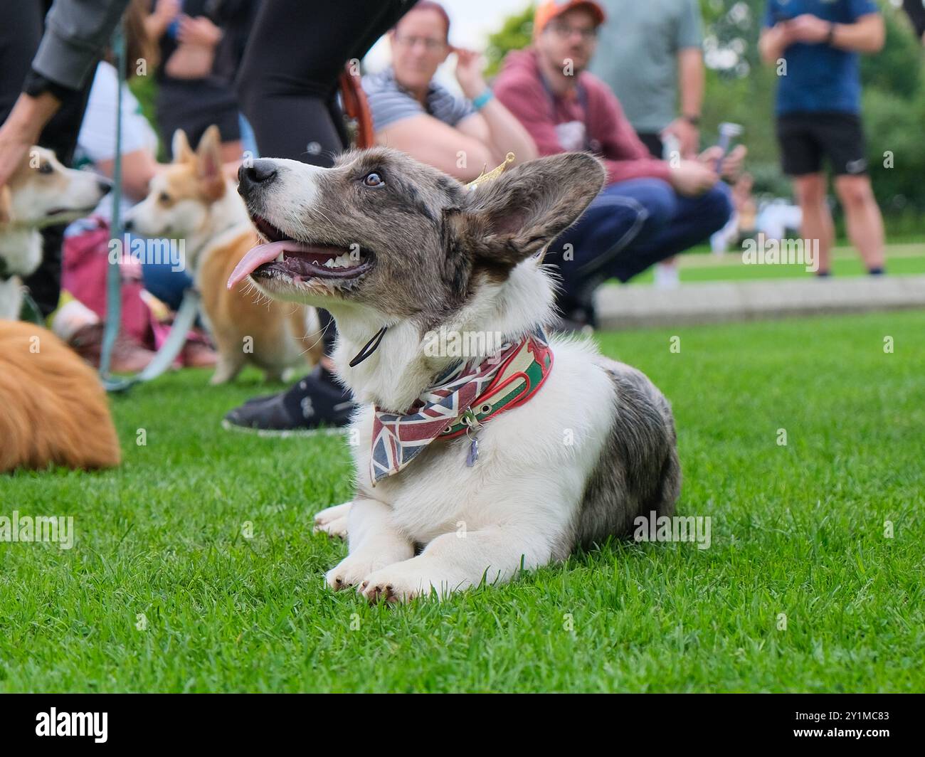 London, UK, 7th September, 2024. Corgi owners and their four legged ...
