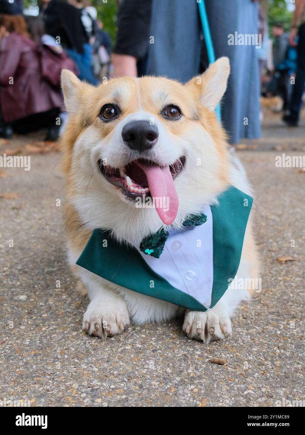 London, UK, 7th September, 2024. Corgi owners and their four legged ...