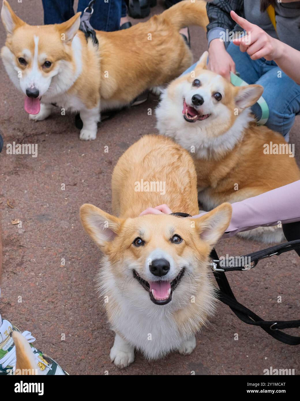 London, UK, 7th September, 2024. Corgi owners and their four legged ...