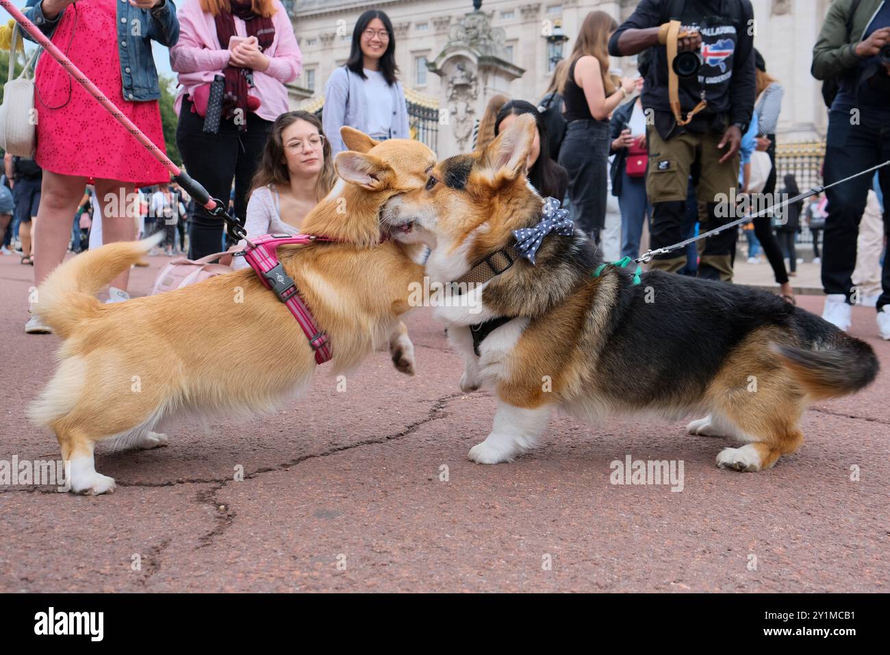 London, UK, 7th September, 2024. Corgi owners and their four legged ...
