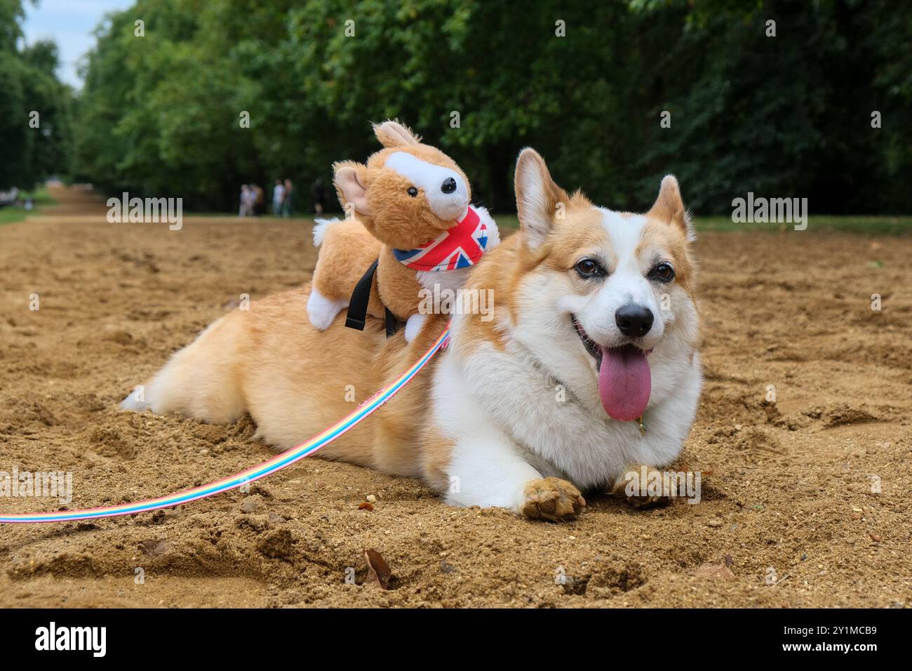 London, UK, 7th September, 2024. Corgi owners and their four legged ...