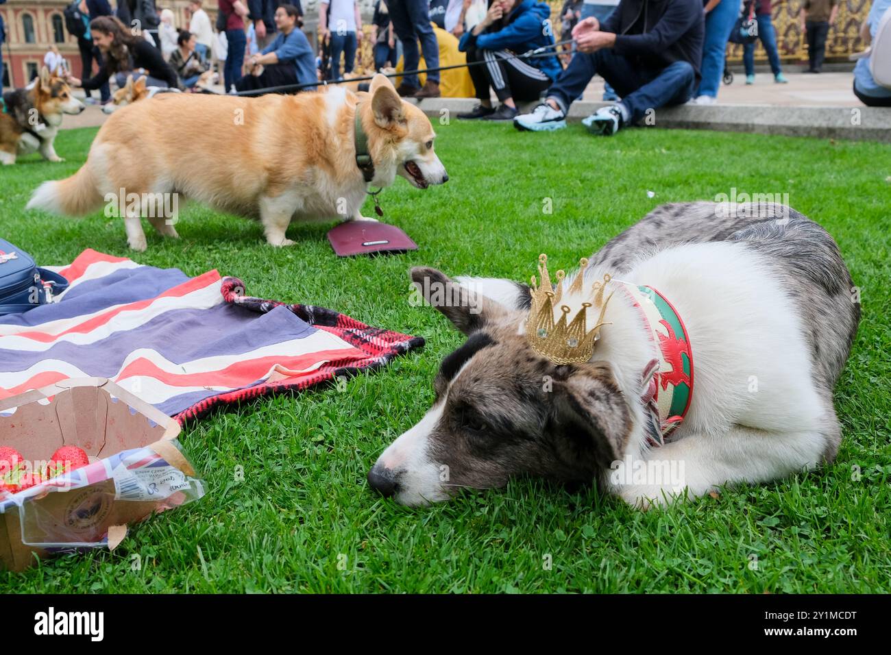 London, UK, 7th September, 2024. Corgi owners and their four legged ...