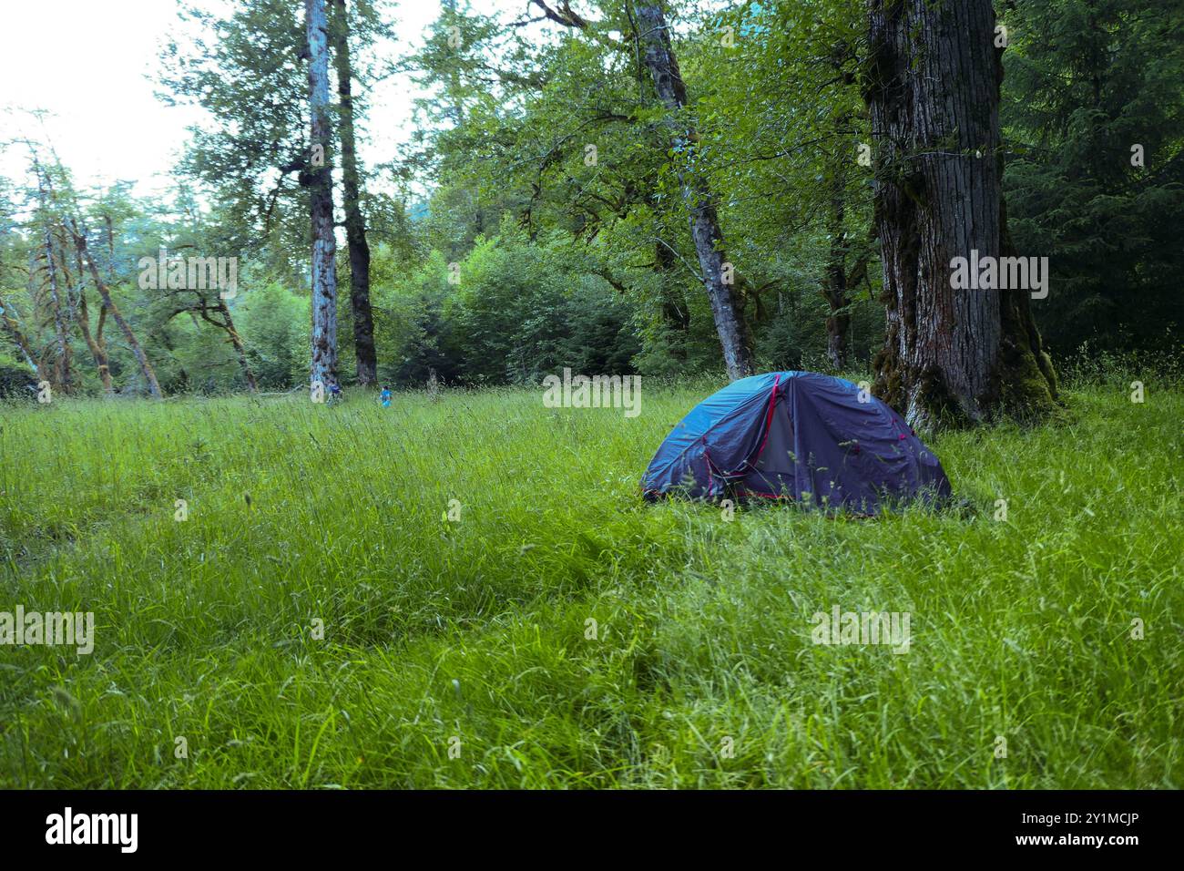 Solo camping in the Olympic National Park, WA Stock Photo - Alamy