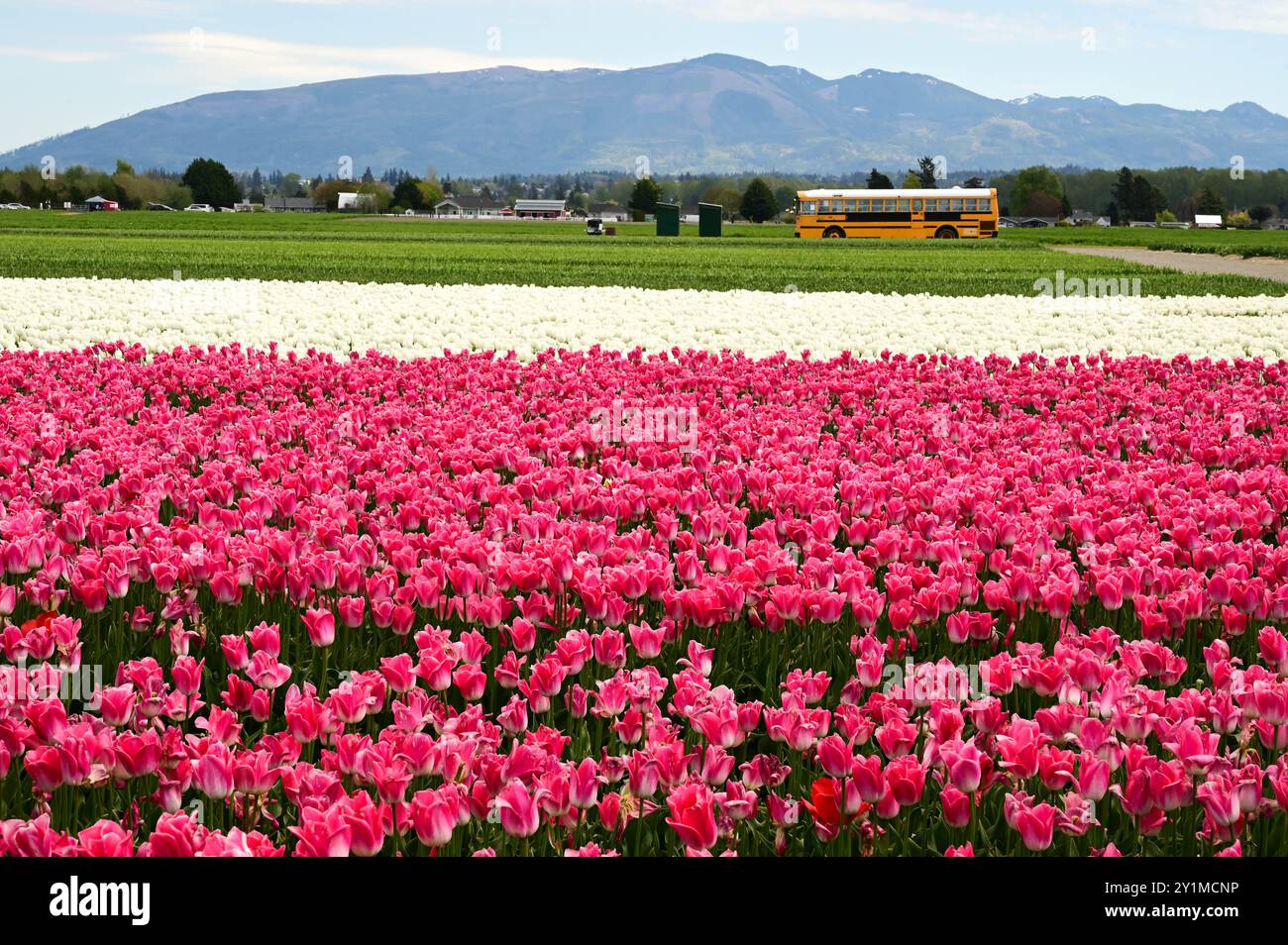 Tulip festival display with a landscape theme. Pink tulips foreground ...