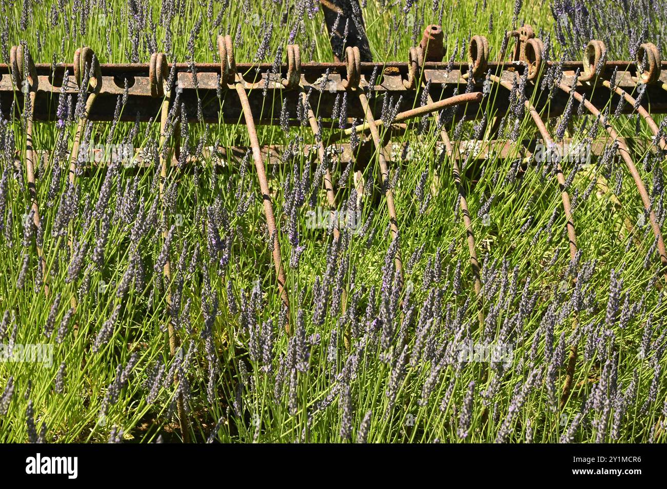 Culinary machinery hi-res stock photography and images - Alamy