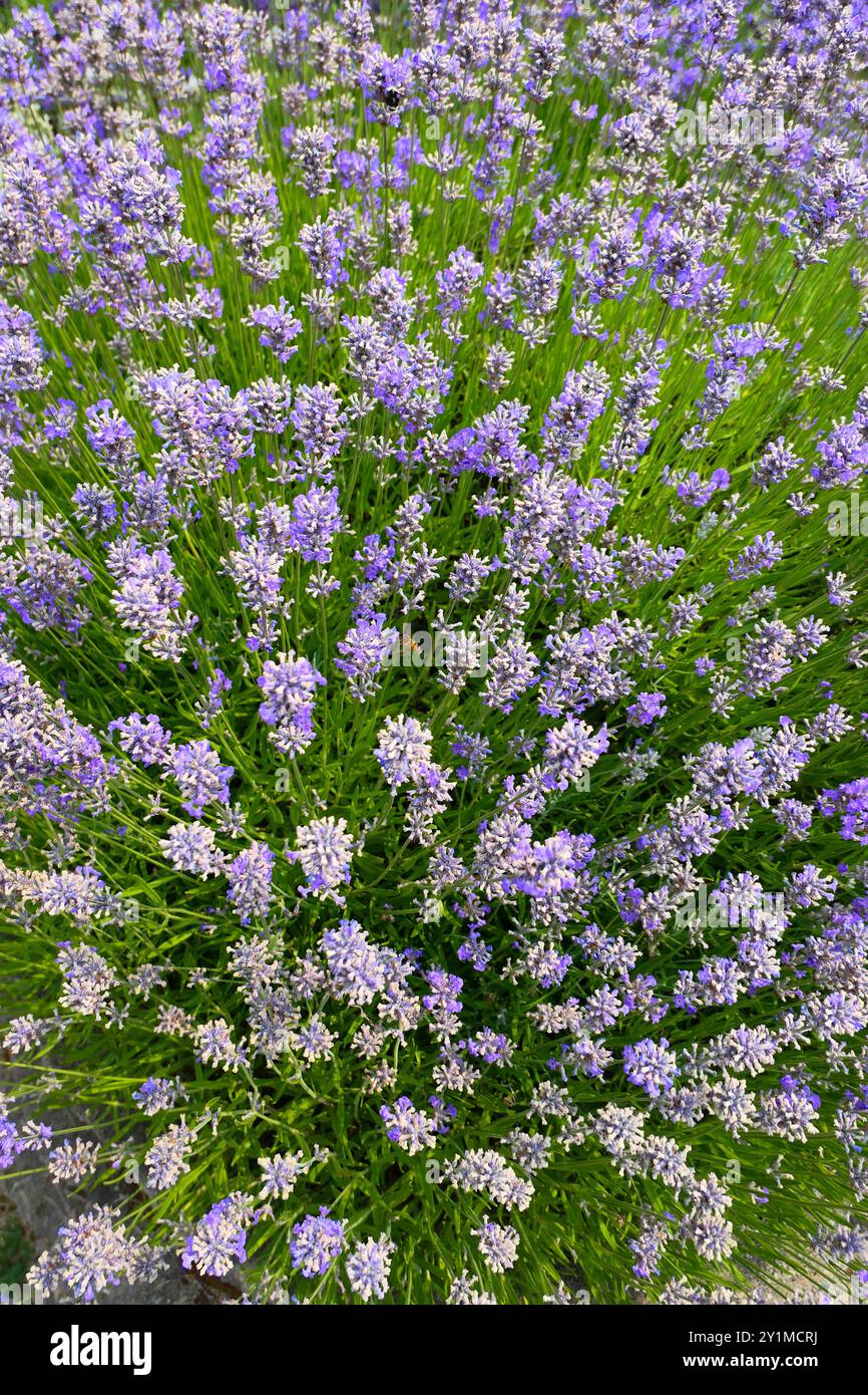 Group of lavender growing naturally. Summer season Stock Photo - Alamy