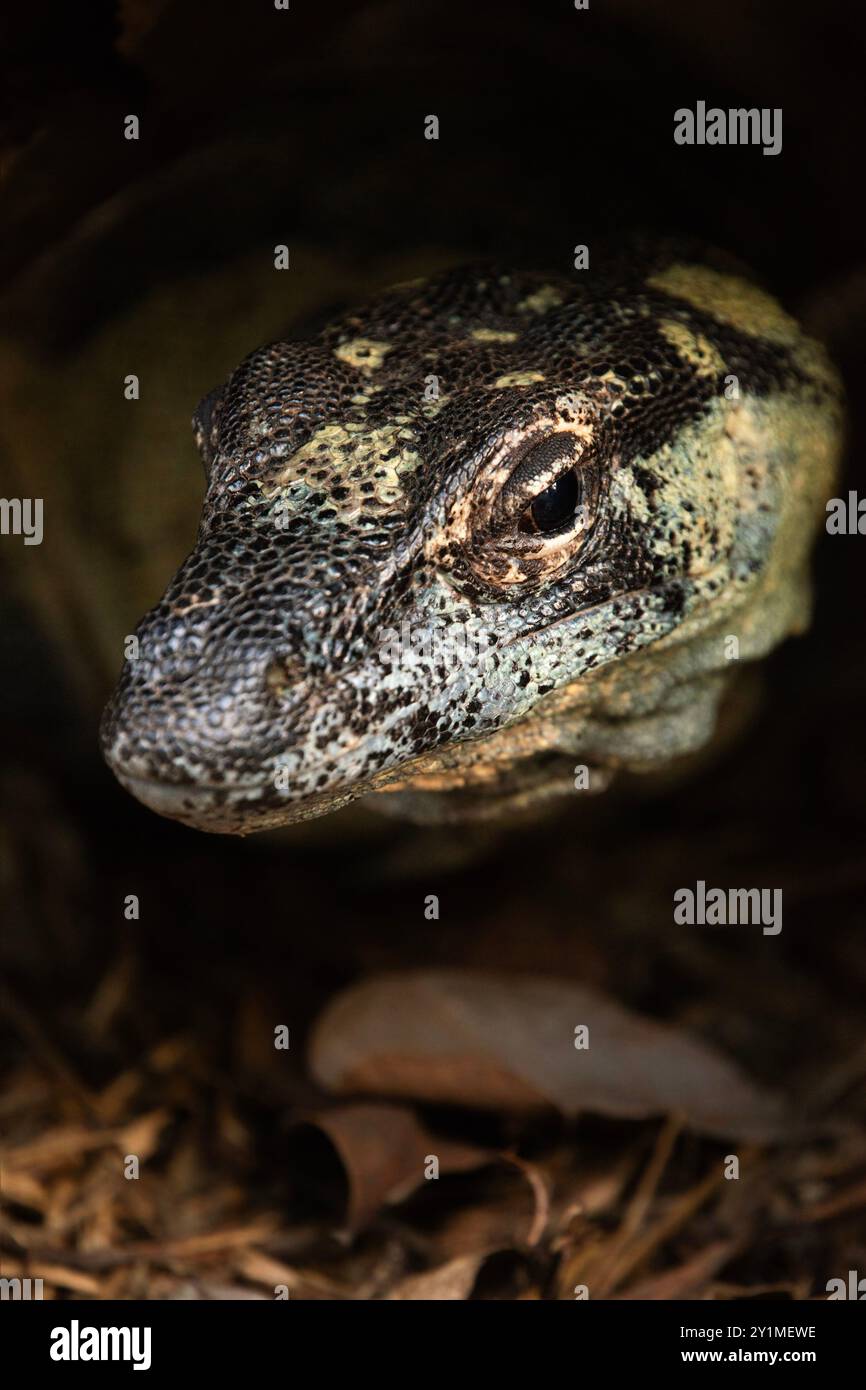 The lace monitor, also known as the tree goanna, is a member of the ...