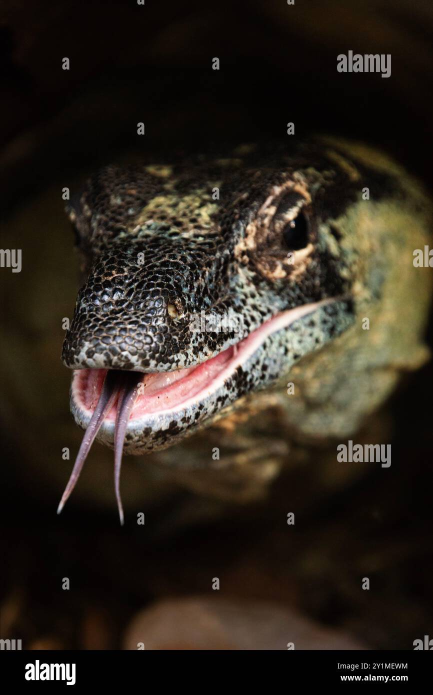 The lace monitor, also known as the tree goanna, is a member of the ...