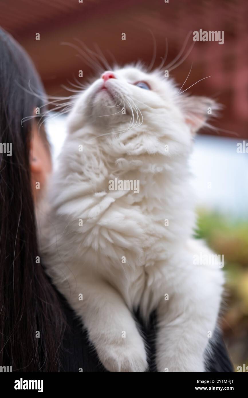 Cute, small Ragdoll cat on the owner's shoulder. 4 months old Stock ...