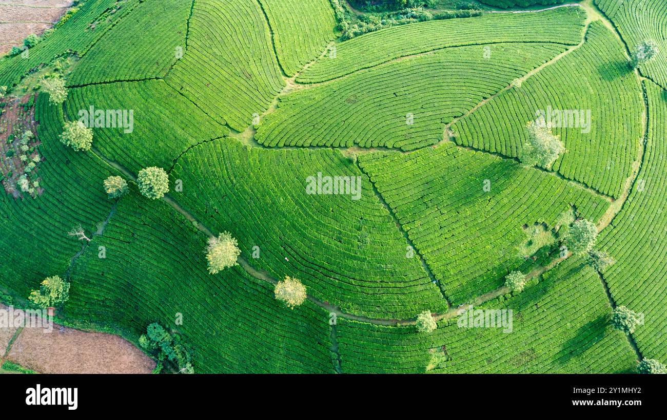 Aerial view of tea plantation and sunrise at Long Coc tea hill, Phu Tho ...