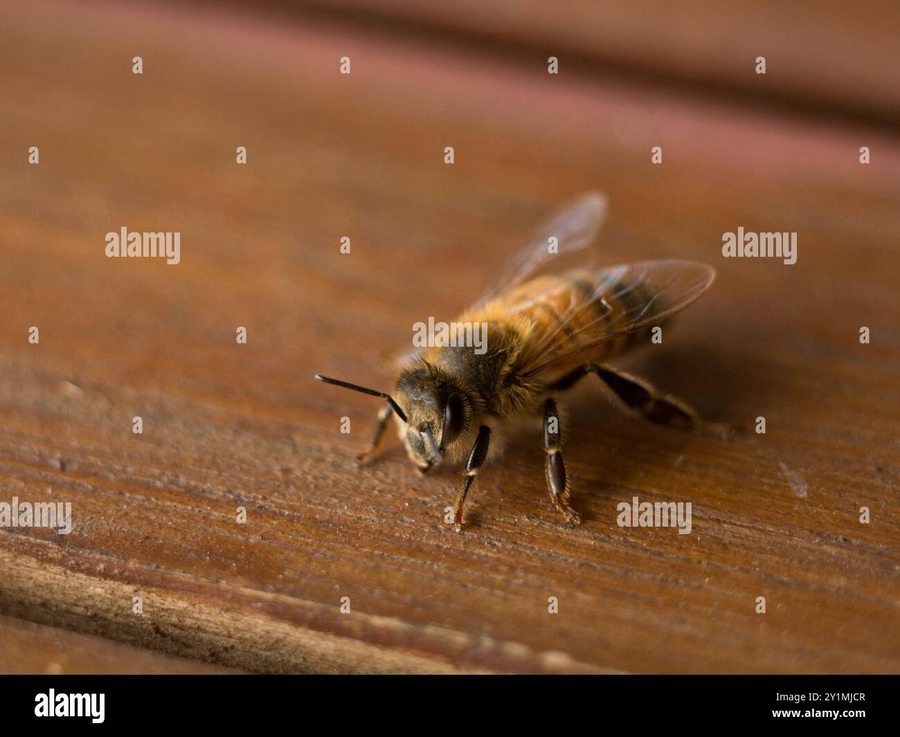 Ligurian honey bee rests on outdoor timber decking in Penneshaw ...