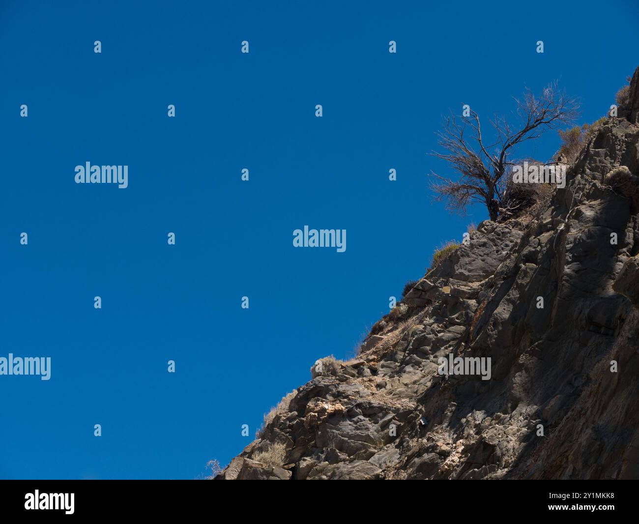 Small tree on steep rocky slope against deep blue sky at Western River ...
