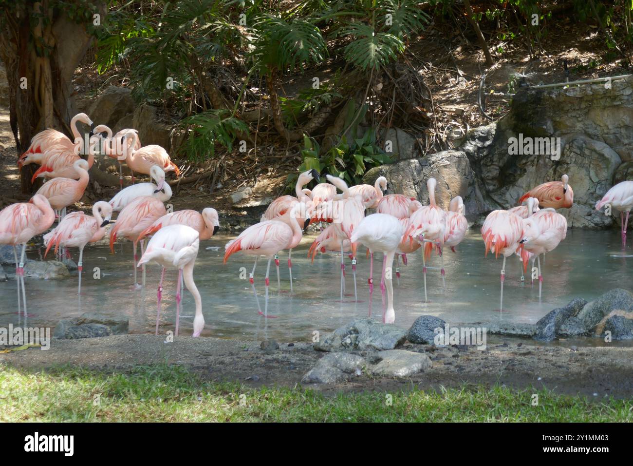 Los Angeles, California, USA 5th September 2024 Flamingos at LA Zoo on ...