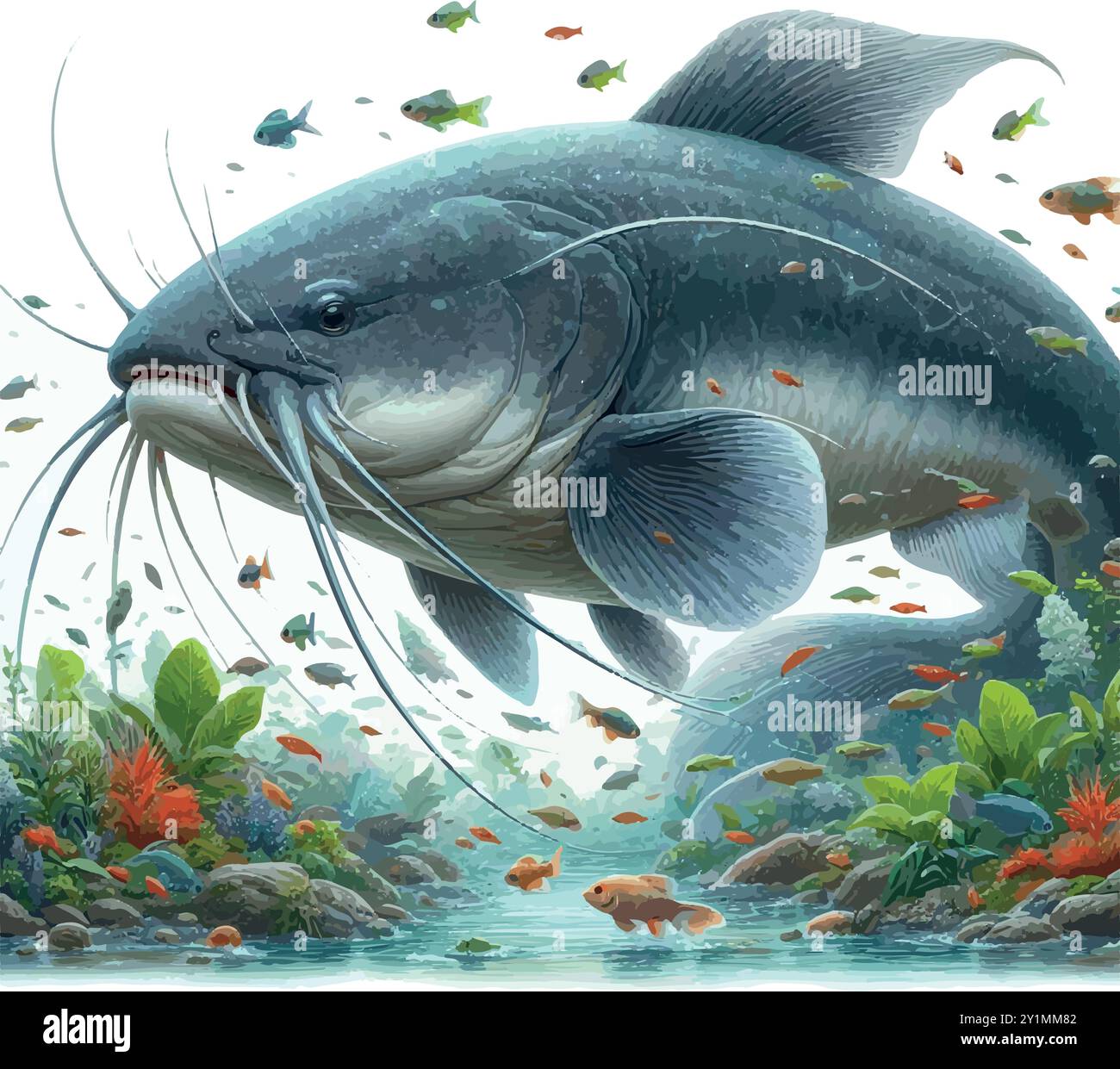 Catfish anatomy hi-res stock photography and images - Alamy