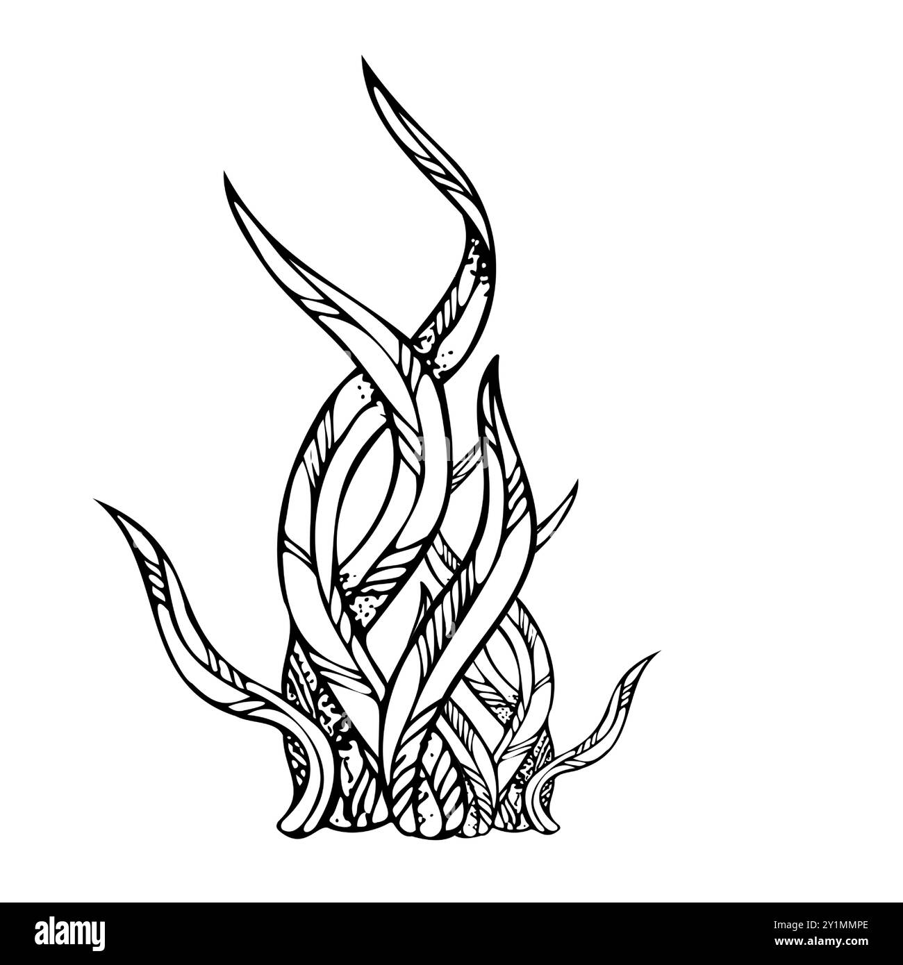 Seaweed laminaria algae black and white sketch Stock Vector Image & Art - Alamy