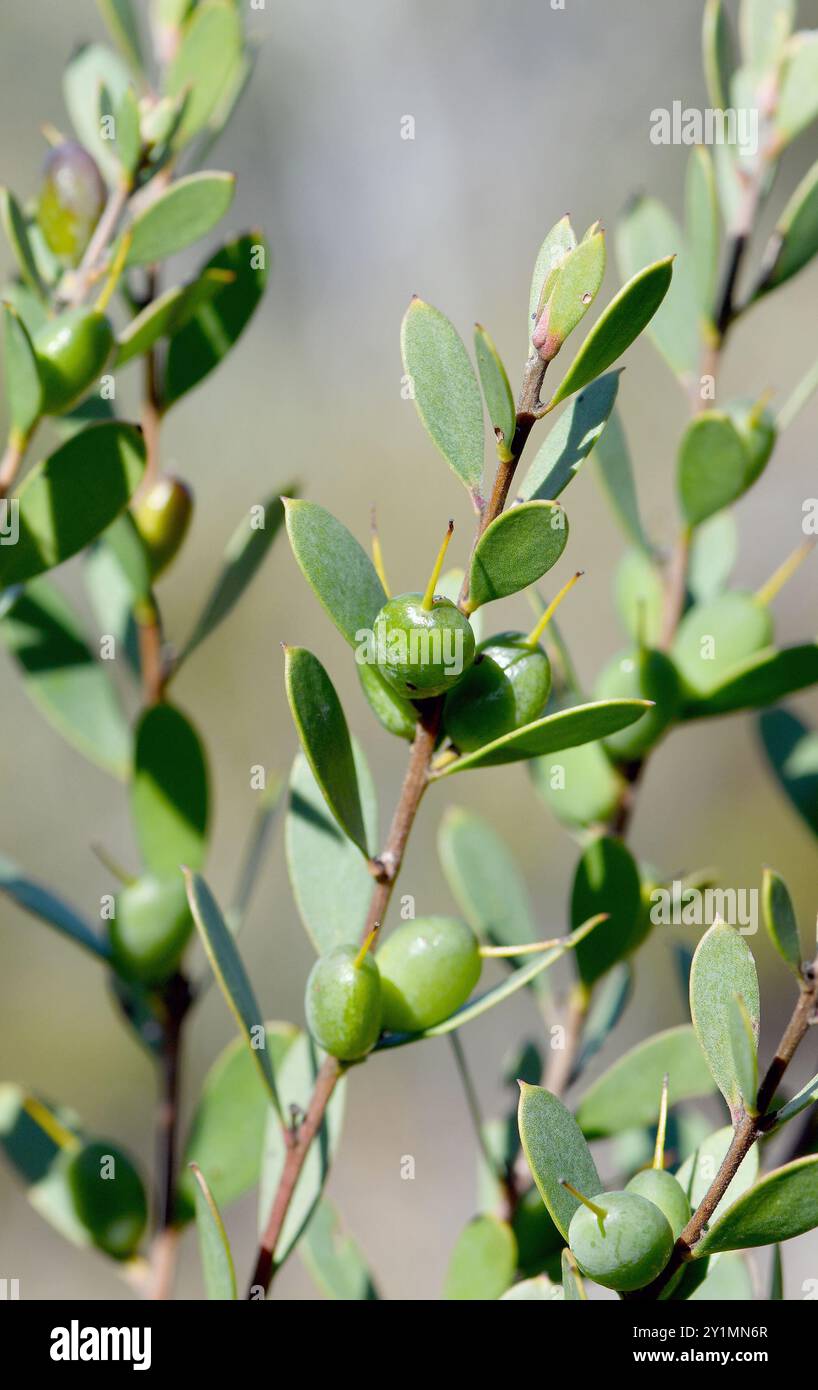 Australian native fruit hi-res stock photography and images - Alamy
