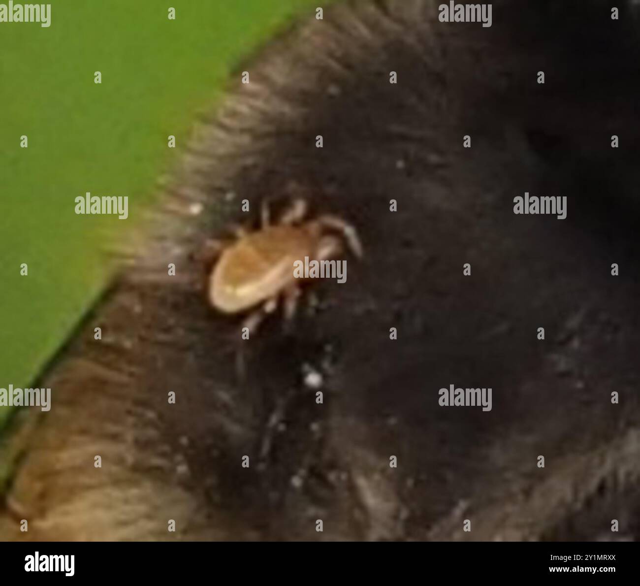 Mesostigs (Mesostigmata) Arachnida Stock Photo - Alamy