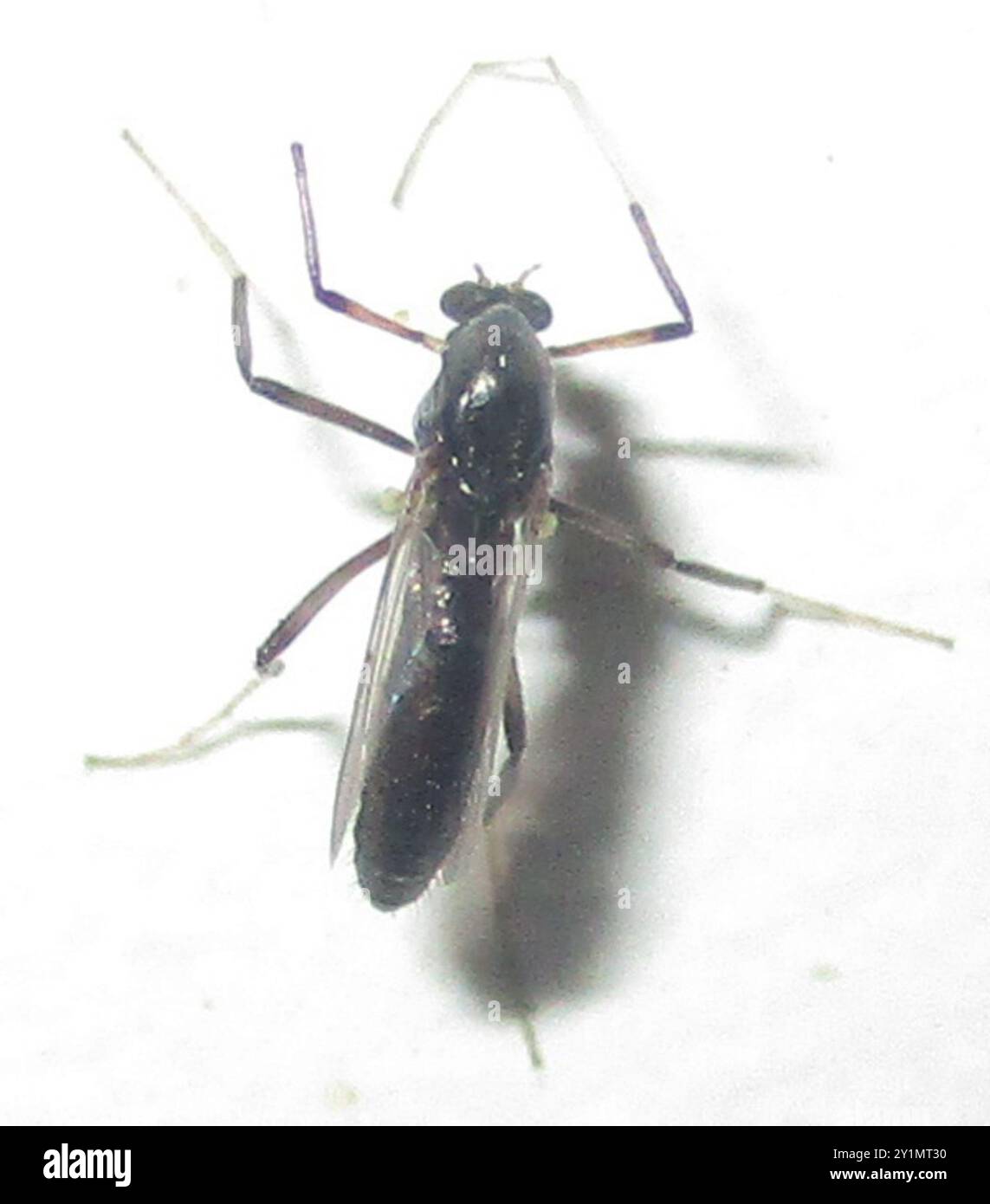 Flies (Diptera) Insecta Stock Photo - Alamy