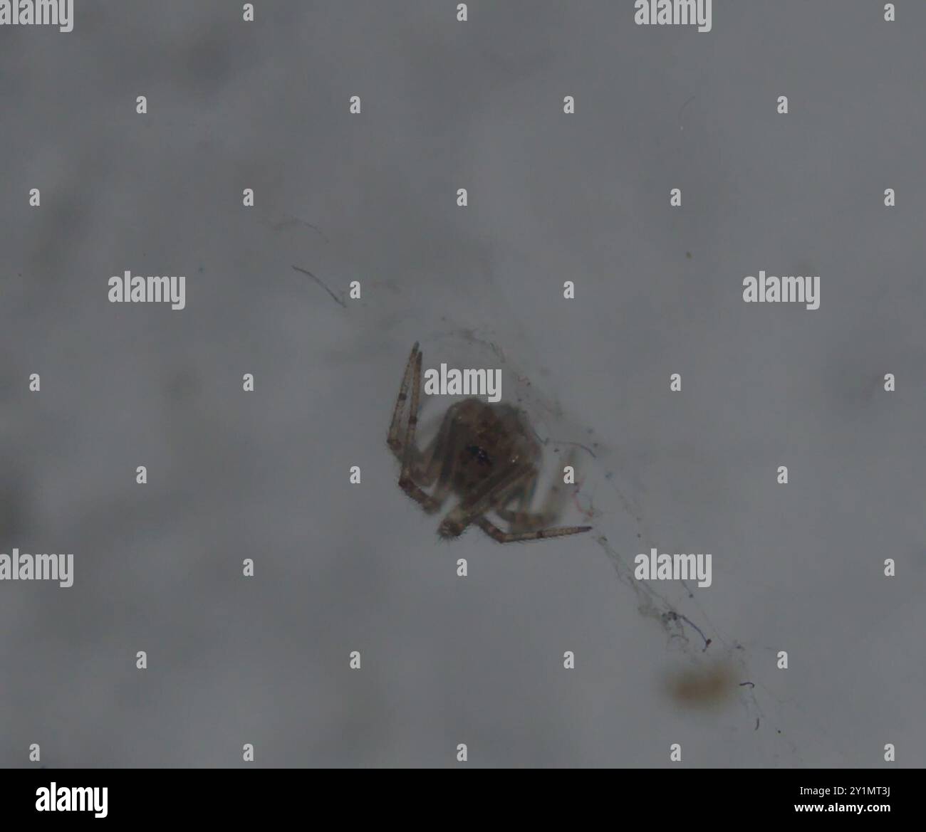 Comb-footed Spiders (Theridiidae) Arachnida Stock Photo - Alamy