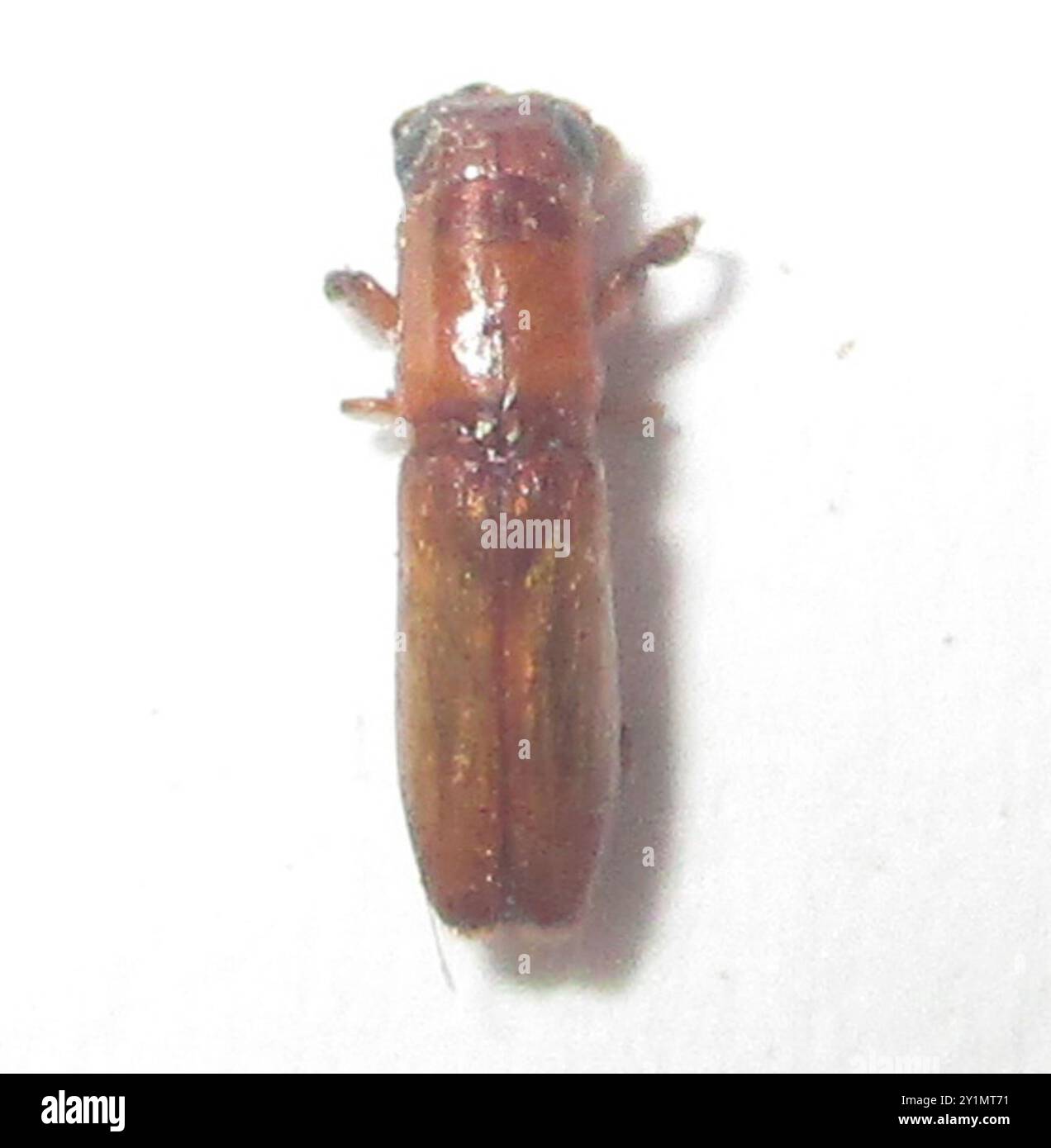 Pinhole Borer Beetles (Platypodinae) Insecta Stock Photo - Alamy