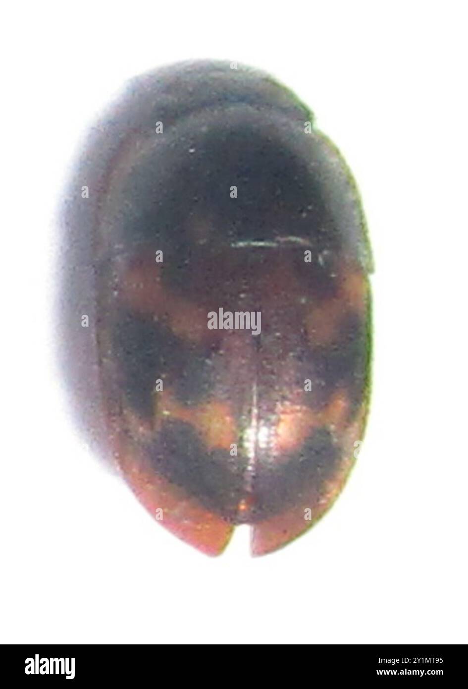 Sap-feeding Beetles (Nitidulidae) Insecta Stock Photo - Alamy