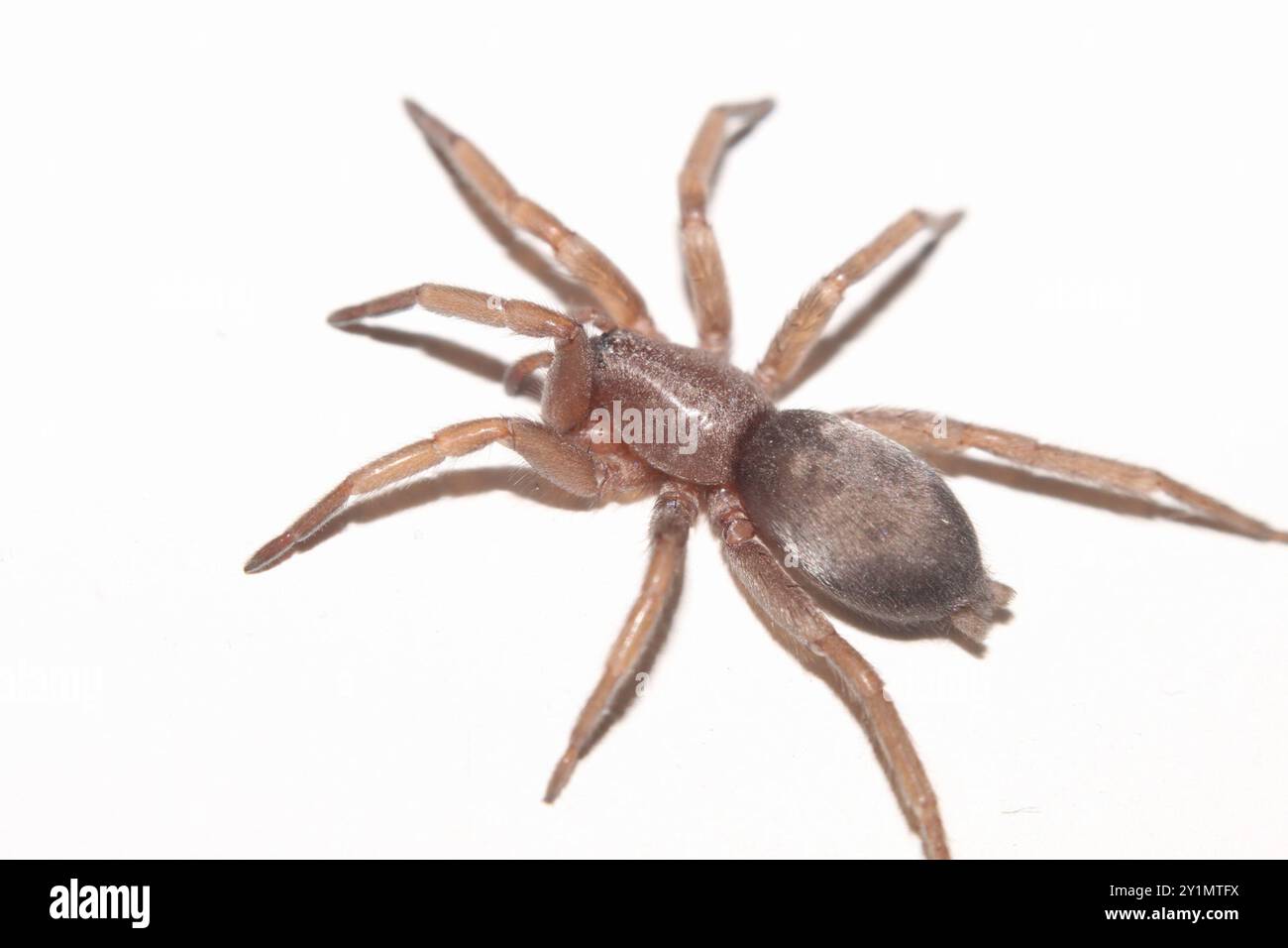 Mouse Spider (Scotophaeus blackwalli) Arachnida Stock Photo - Alamy