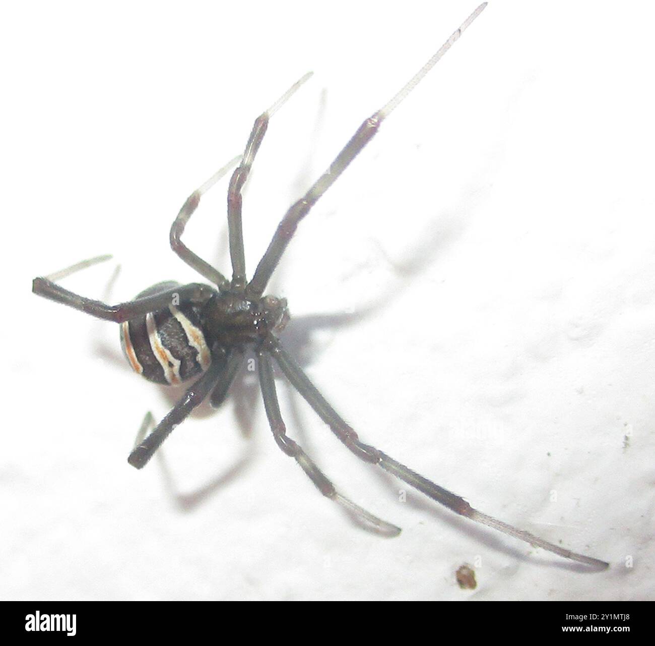 Widow Spiders (Latrodectus) Arachnida Stock Photo - Alamy