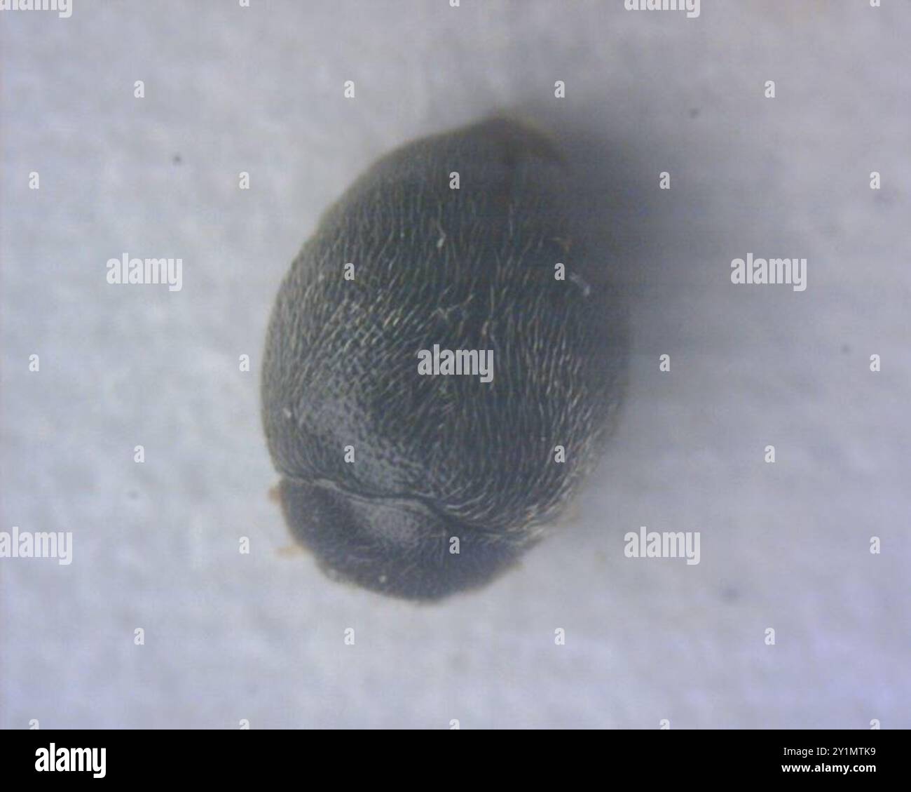 Mite-eating Ladybirds (Stethorus) Insecta Stock Photo - Alamy