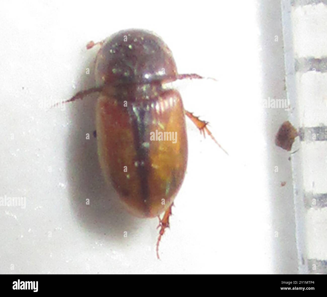 Small Dung Beetles (Aphodiinae) Insecta Stock Photo - Alamy