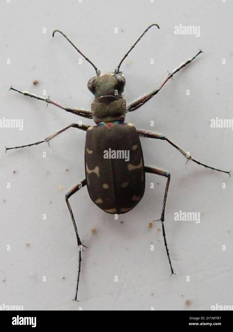 Twelve-spotted Tiger Beetle (Cicindela duodecimguttata) Insecta Stock ...