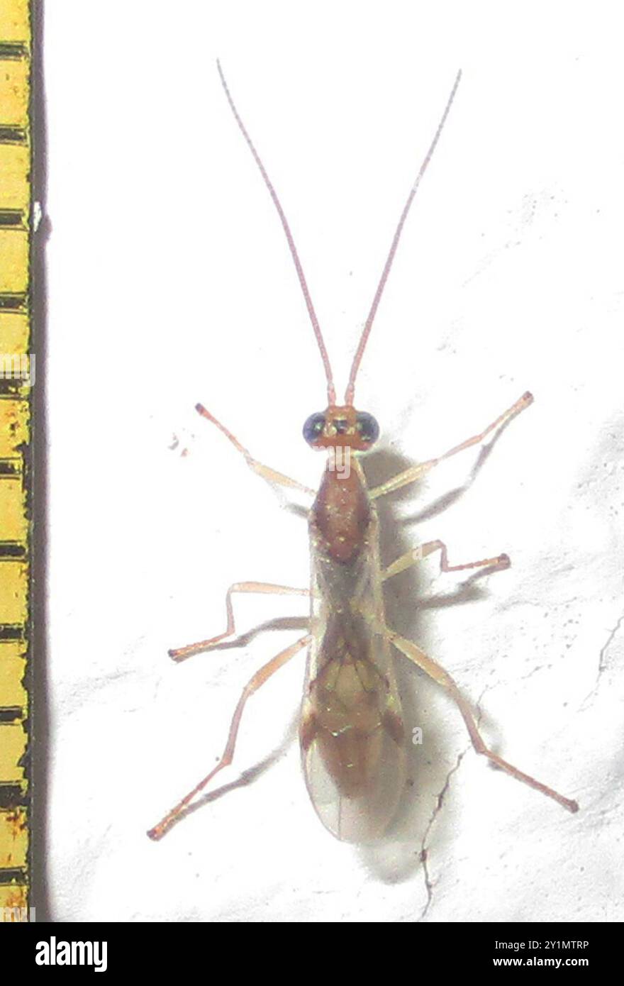 Mummy Wasps (Rogadinae) Insecta Stock Photo - Alamy