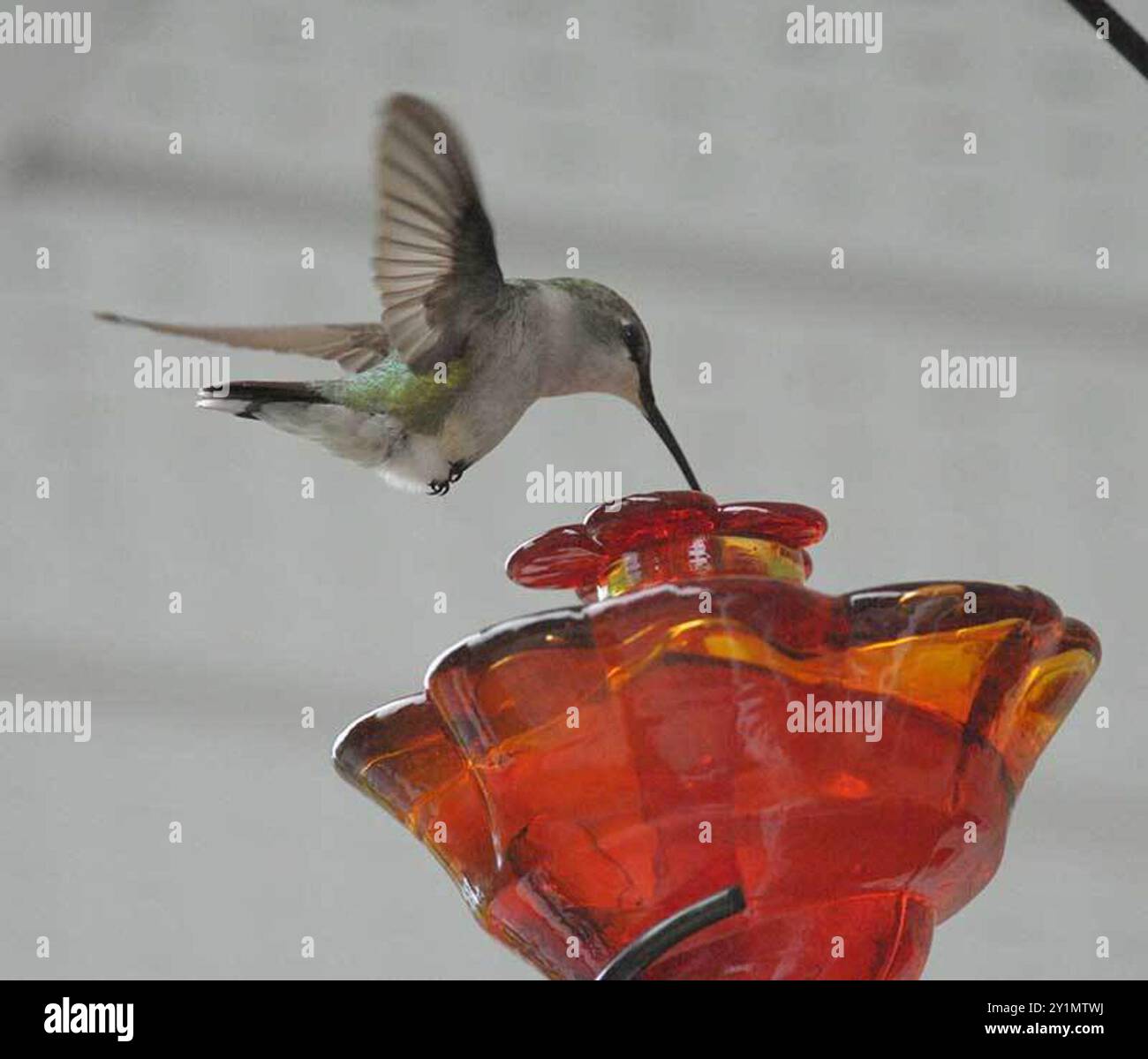 Ruby-throated Hummingbird (Archilochus colubris) Aves Stock Photo - Alamy
