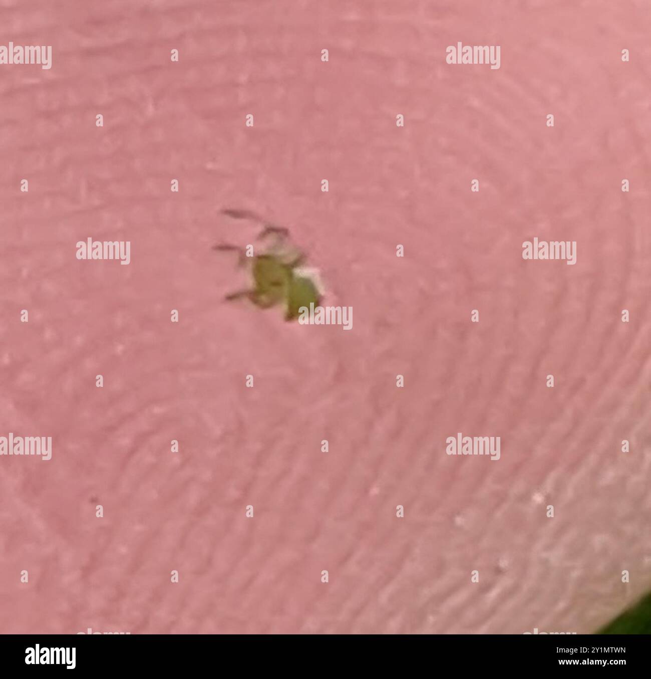 Spiders (Araneae) Arachnida Stock Photo - Alamy