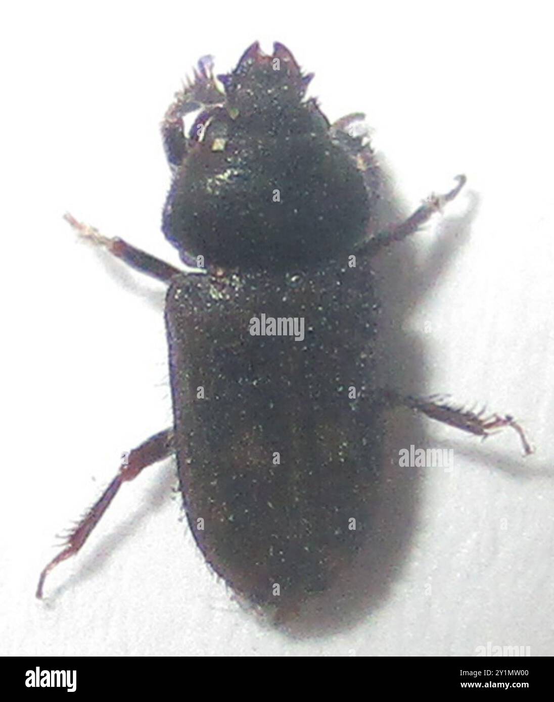 Variegated Mud-loving Beetles (Heteroceridae) Insecta Stock Photo - Alamy