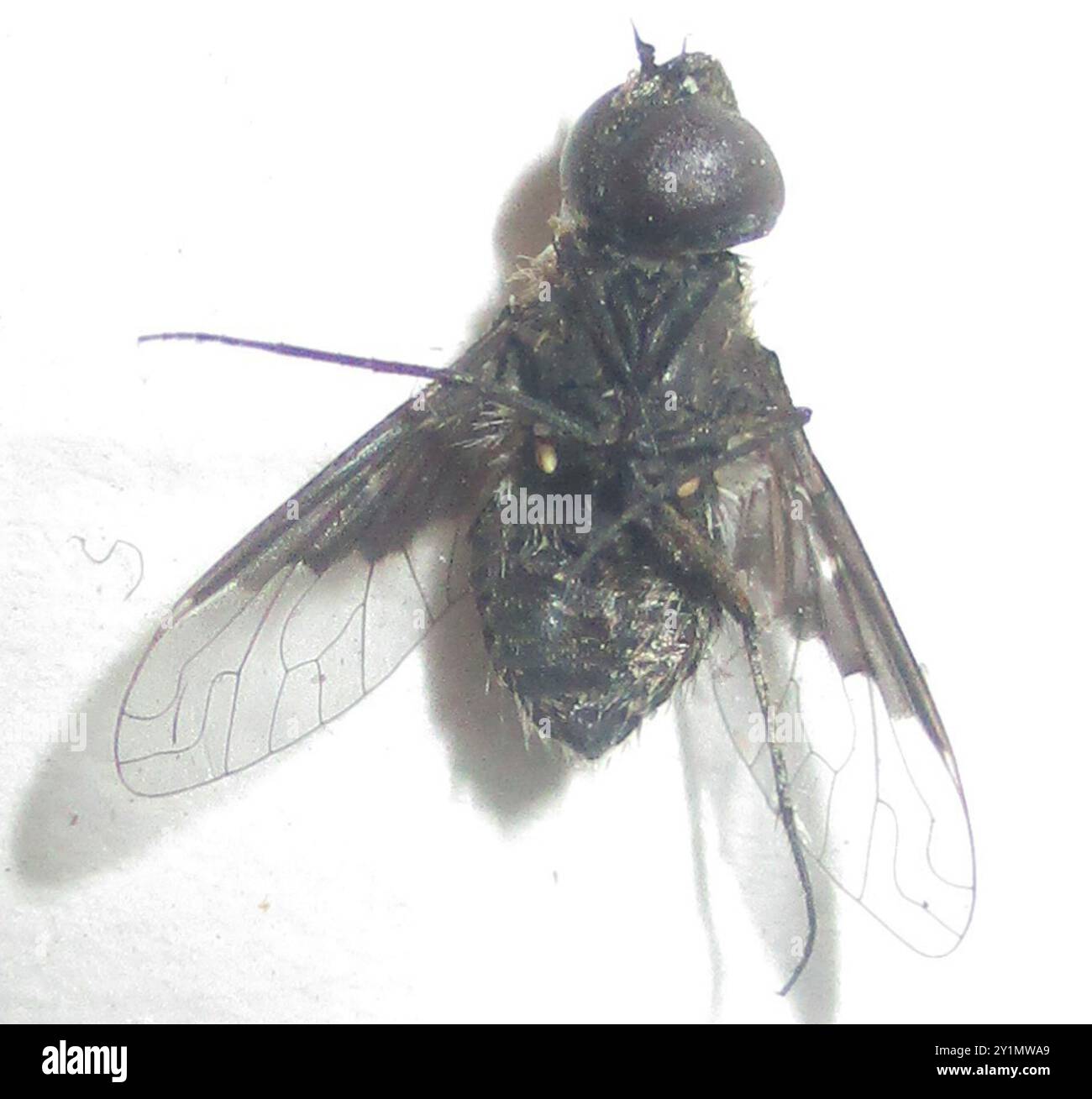 Charcoal Bee Flies (Anthrax) Insecta Stock Photo - Alamy