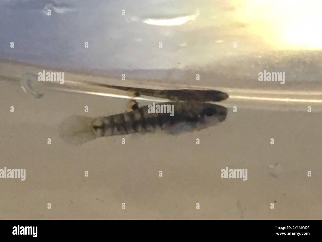 Least Killifish (Heterandria formosa) Actinopterygii Stock Photo - Alamy