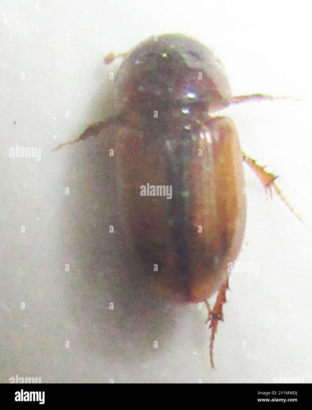 Small Dung Beetles (Aphodiinae) Insecta Stock Photo - Alamy