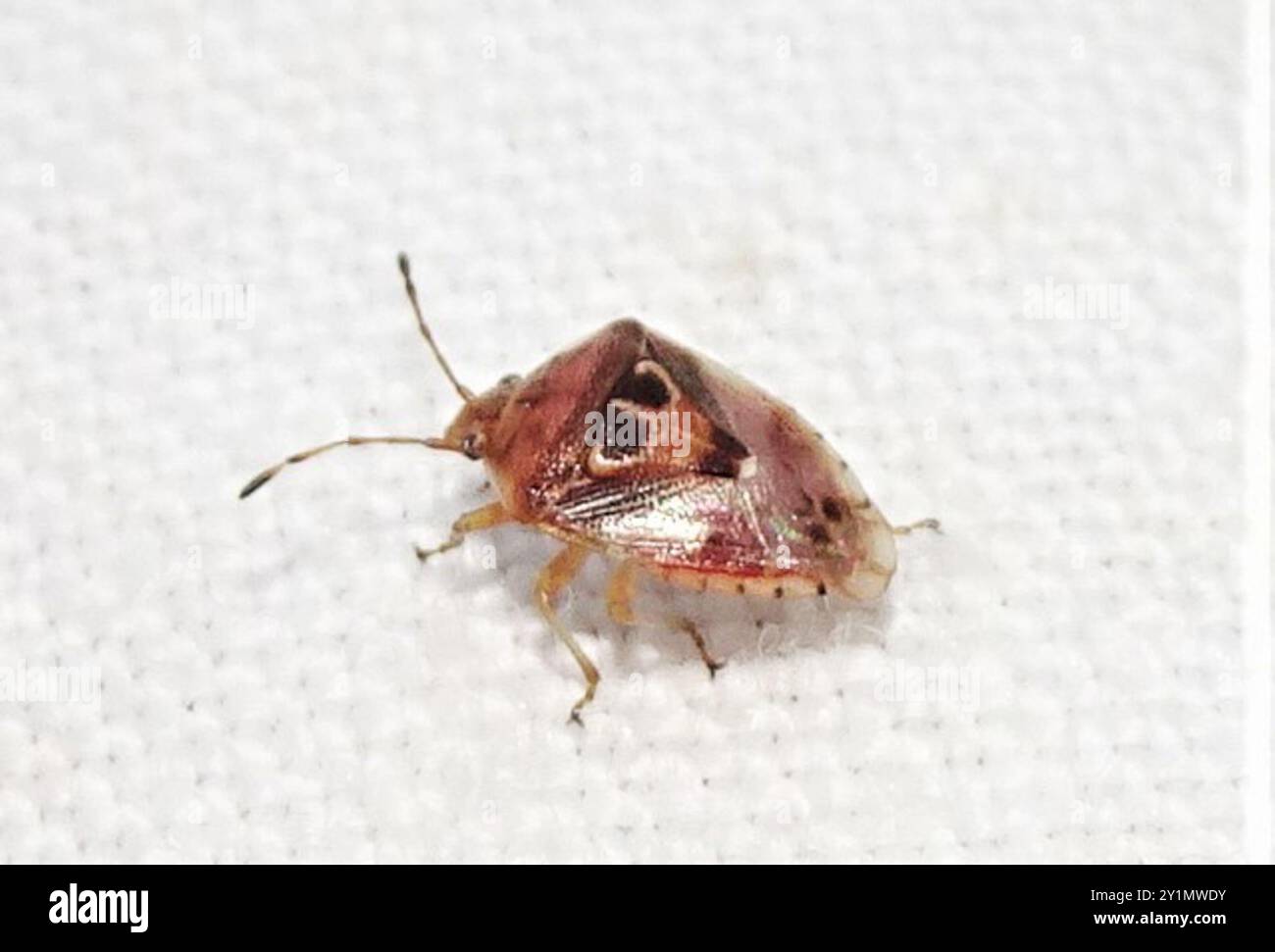(Eupolemus angularis) Insecta Stock Photo - Alamy
