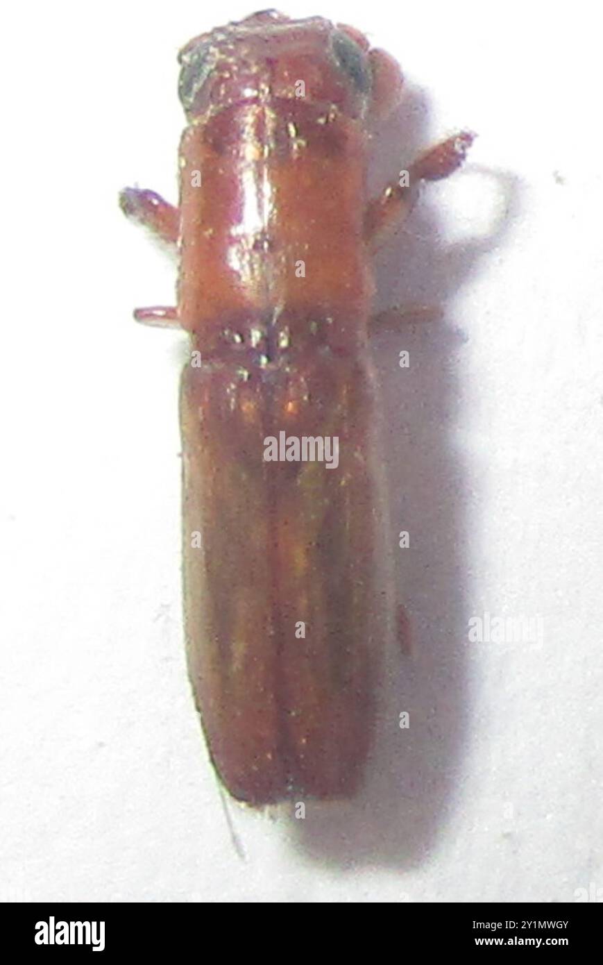 Pinhole Borer Beetles (Platypodinae) Insecta Stock Photo - Alamy