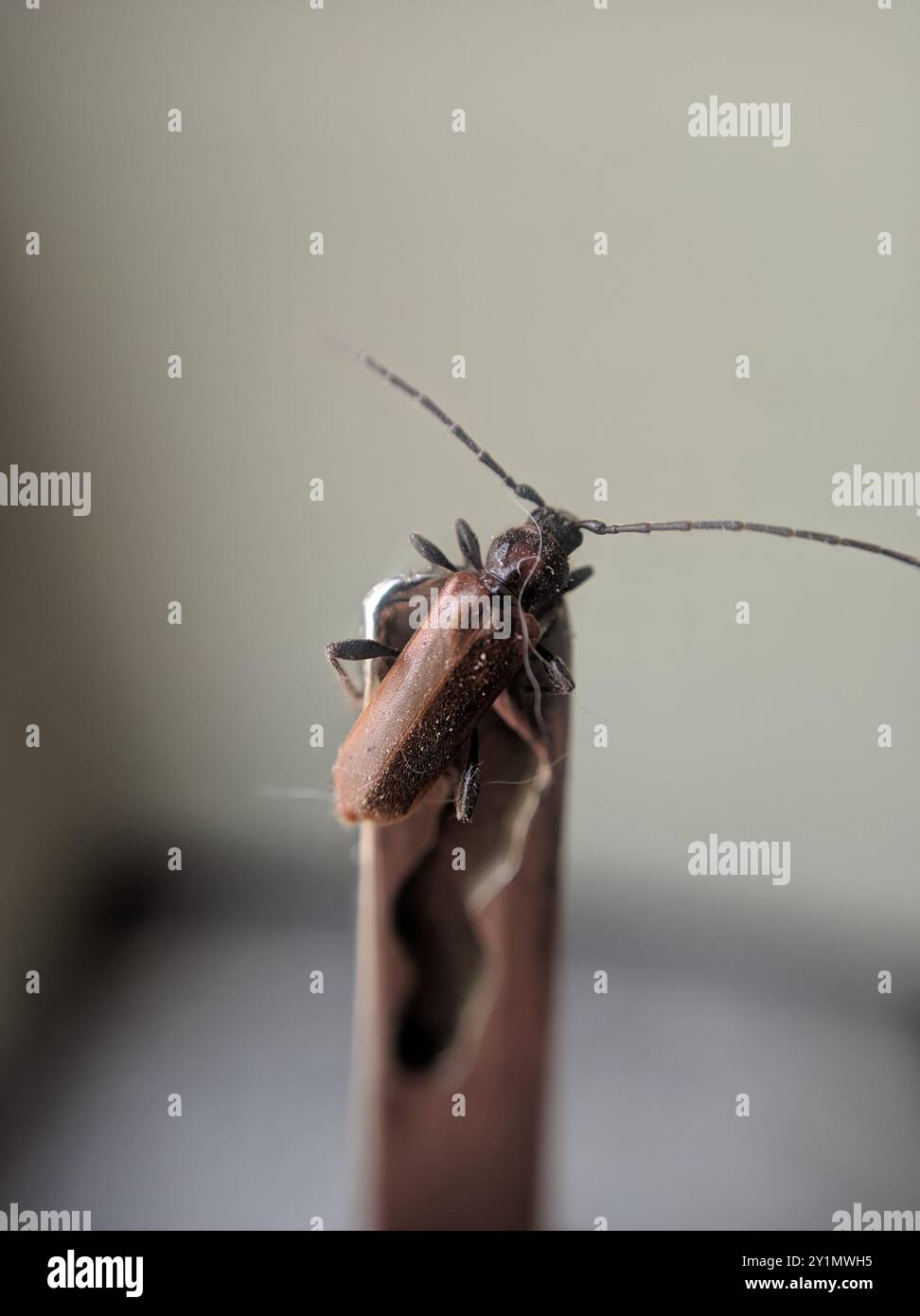 Tanbark Borer (Phymatodes testaceus) Insecta Stock Photo - Alamy