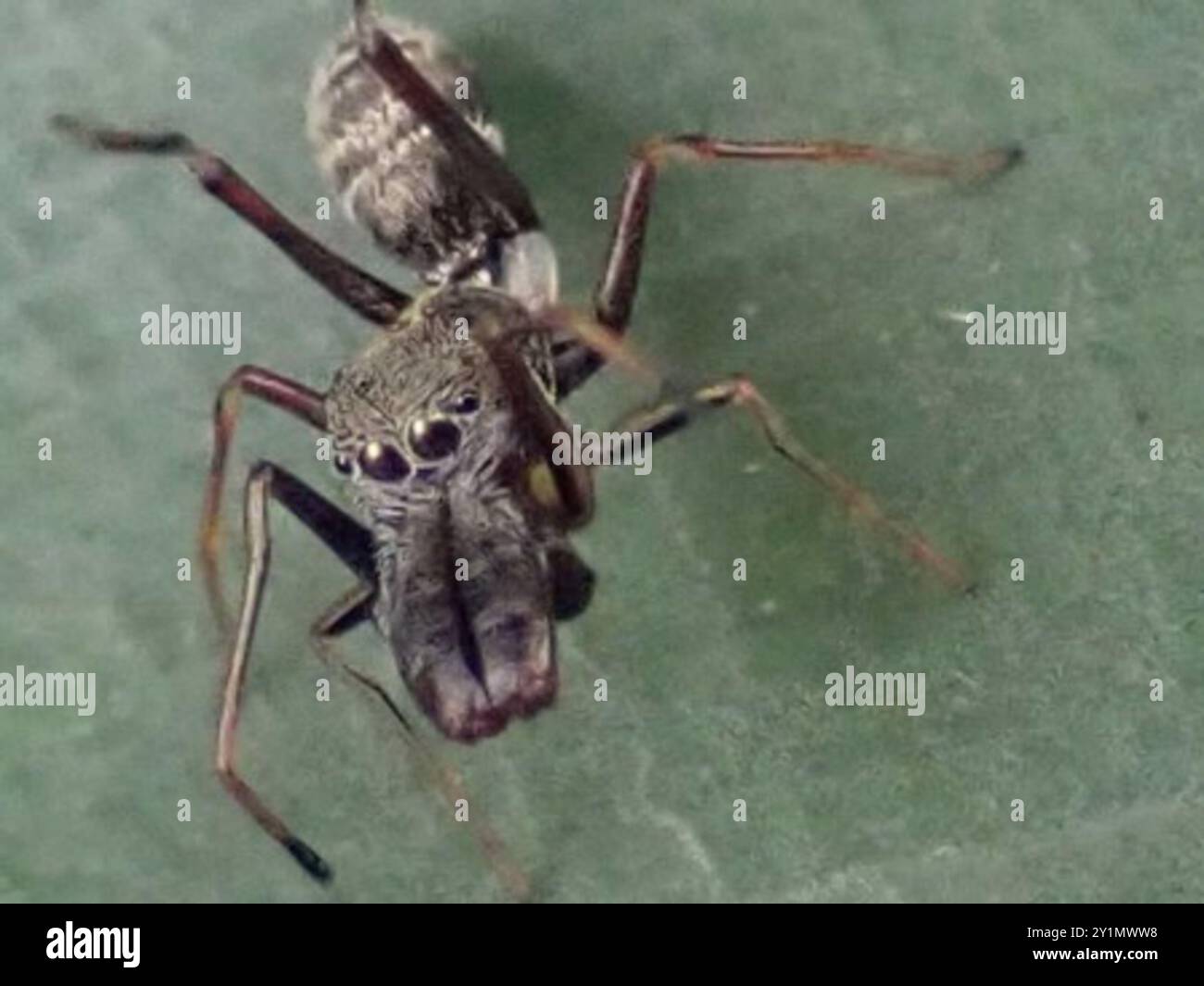 Balbyter Ant-mimic (Myrmarachne uvira) Arachnida Stock Photo - Alamy