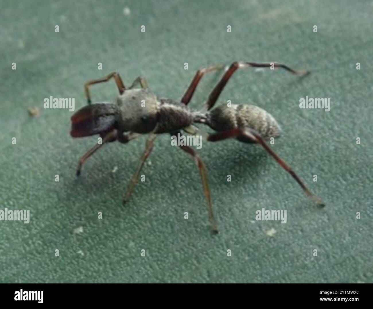 Balbyter Ant-mimic (Myrmarachne uvira) Arachnida Stock Photo - Alamy