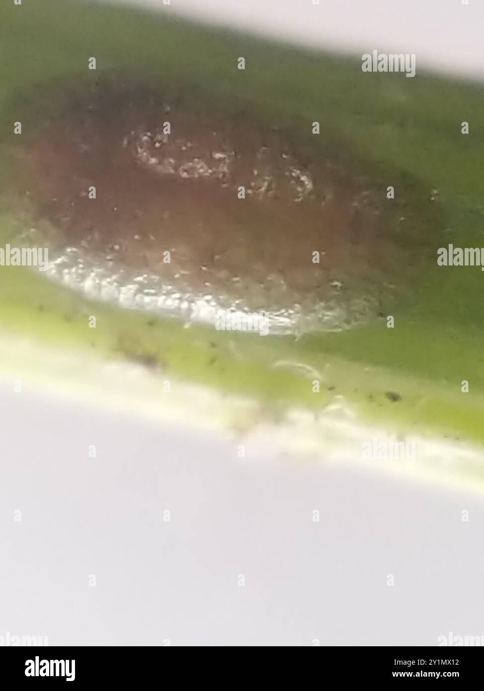 Brown Soft Scale (Coccus hesperidum) Insecta Stock Photo - Alamy