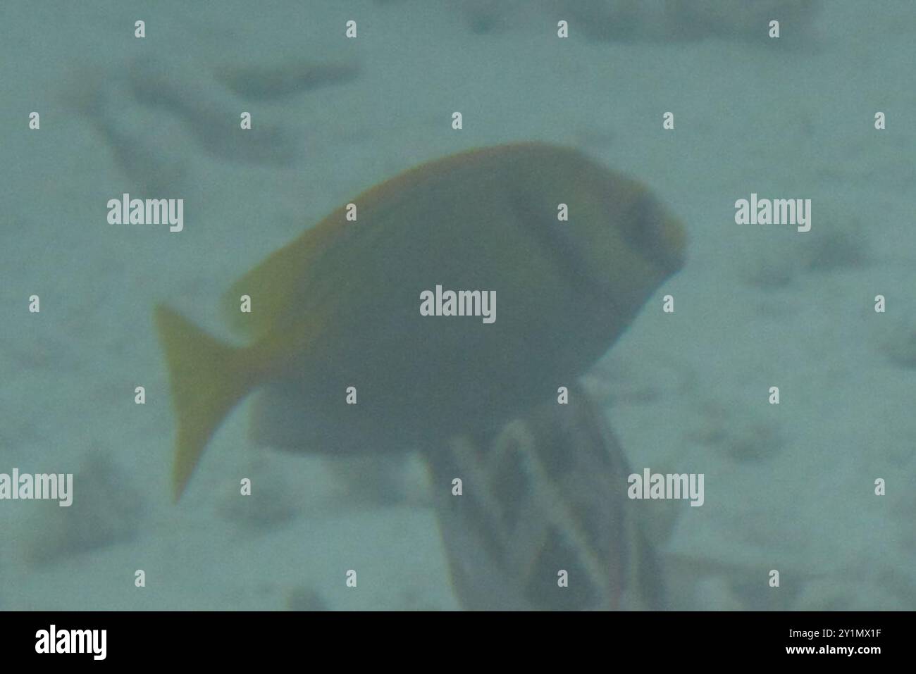 Barred Rabbitfish (Siganus doliatus) Actinopterygii Stock Photo - Alamy