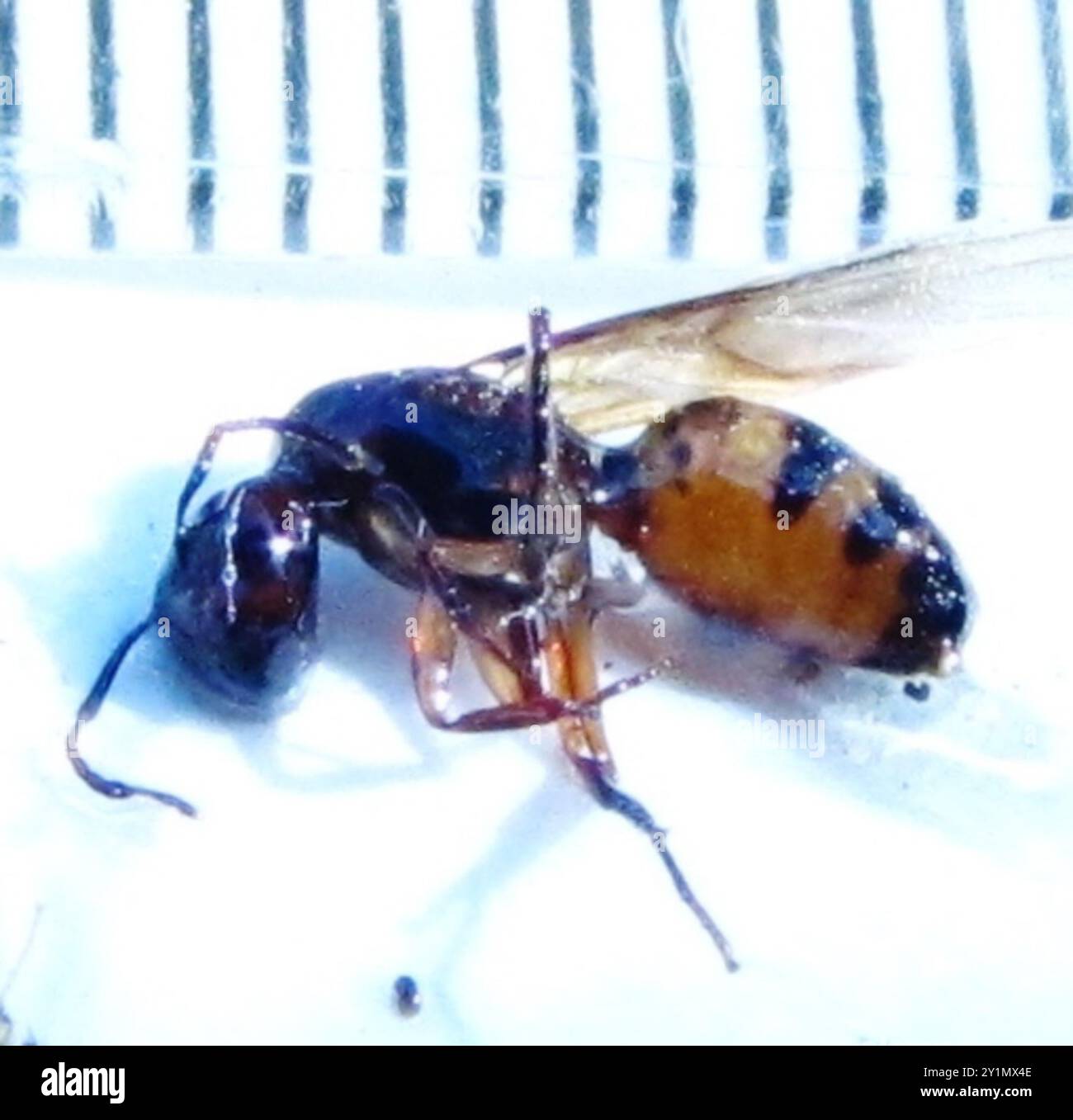 Bearded Carpenter ant (Camponotus subbarbatus) Insecta Stock Photo - Alamy