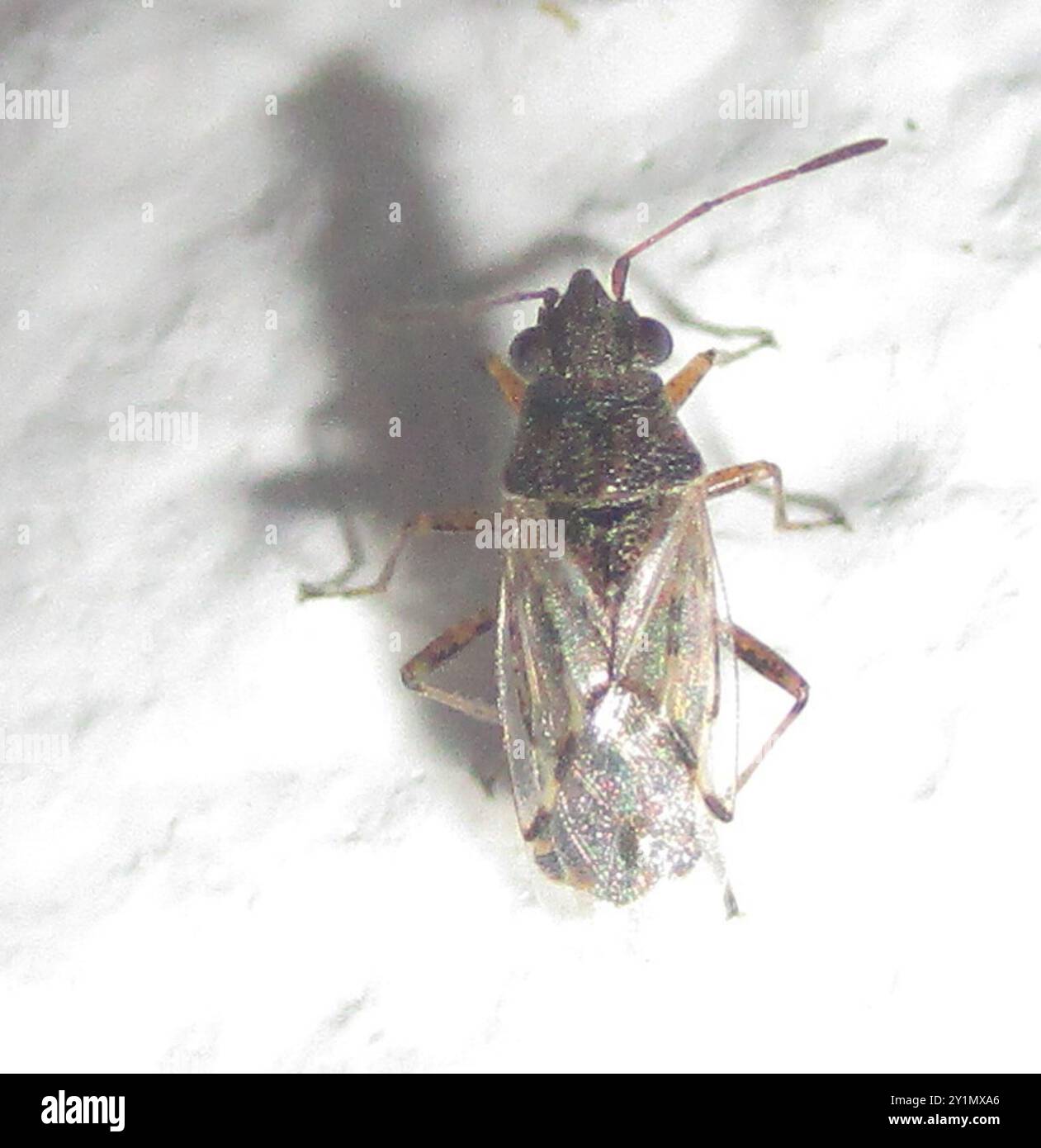 False chinch bugs (Nysius) Insecta Stock Photo - Alamy