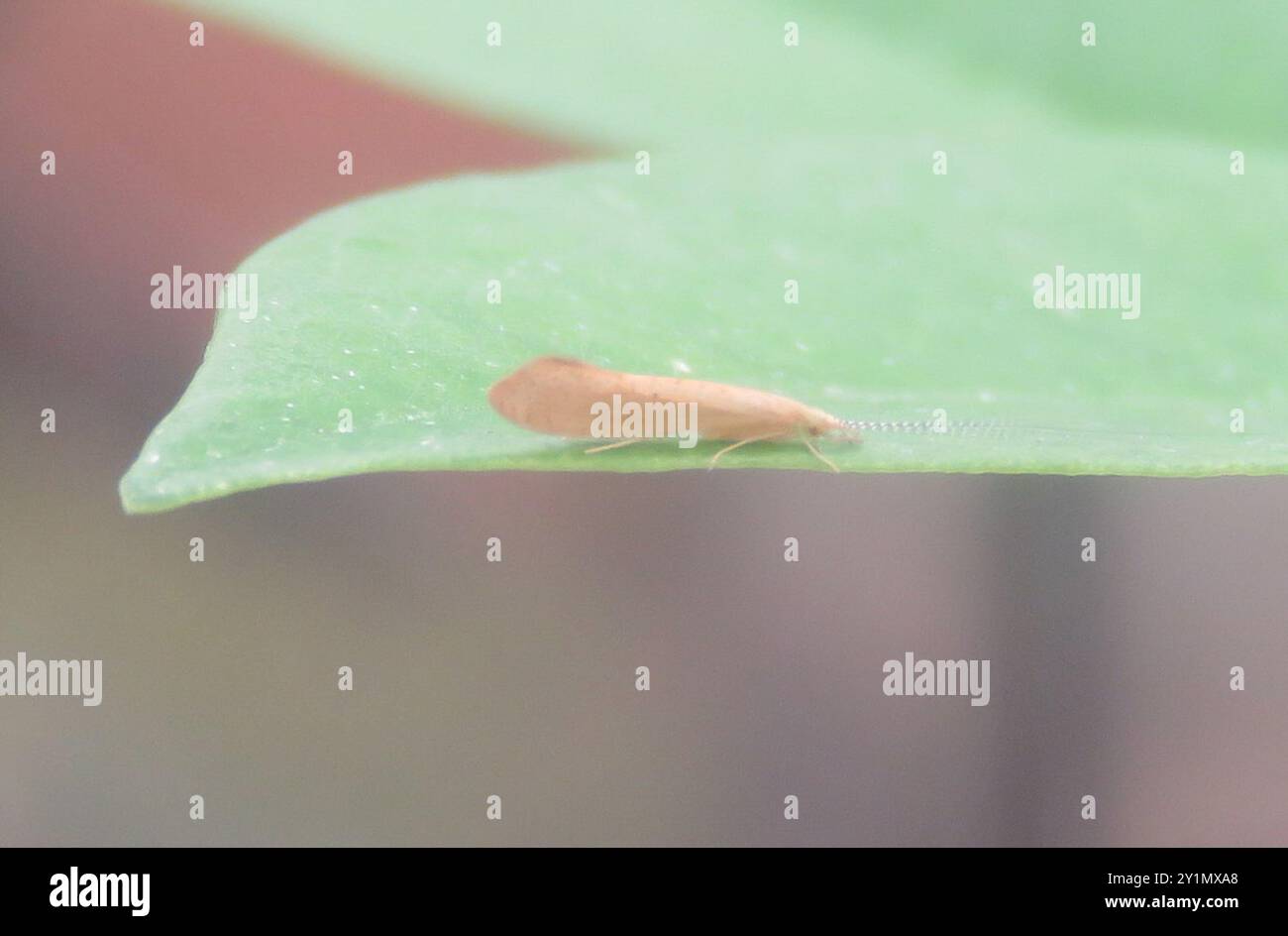 White Miller Caddisflies (Nectopsyche) Insecta Stock Photo - Alamy