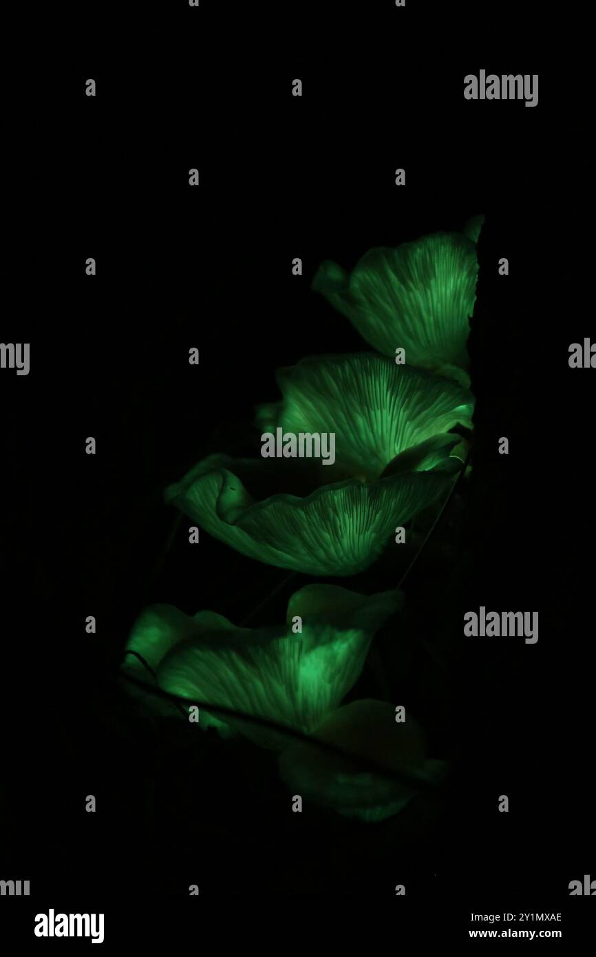 ghost fungus (Omphalotus nidiformis) Fungi Stock Photo - Alamy