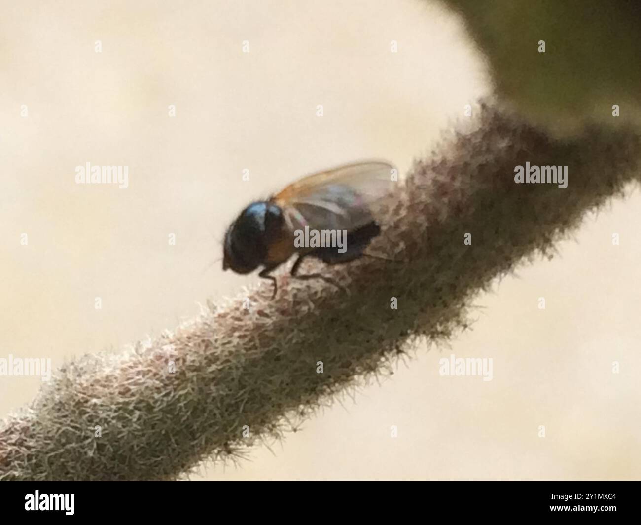 Lance Flies (Lonchaeidae) Insecta Stock Photo - Alamy